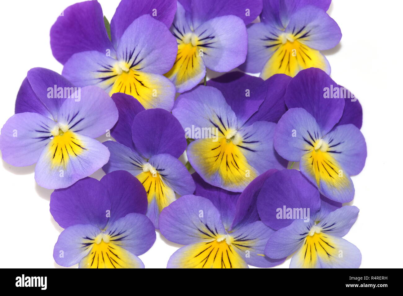 Fiori tricolori immagini e fotografie stock ad alta risoluzione - Alamy