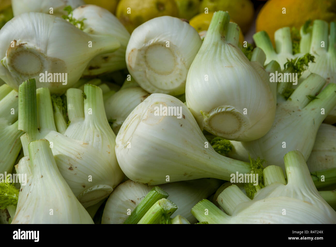 Bulbo di finocchio firenze finocchio immagini e fotografie stock ad ...