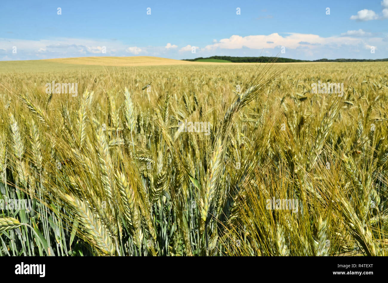 Coltivazione del grano in serbia immagini e fotografie stock ad alta ...