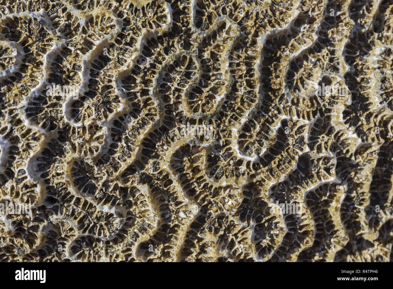 Il corallo fossile sfondo texture, Marsa Alam, Egitto Foto stock - Alamy