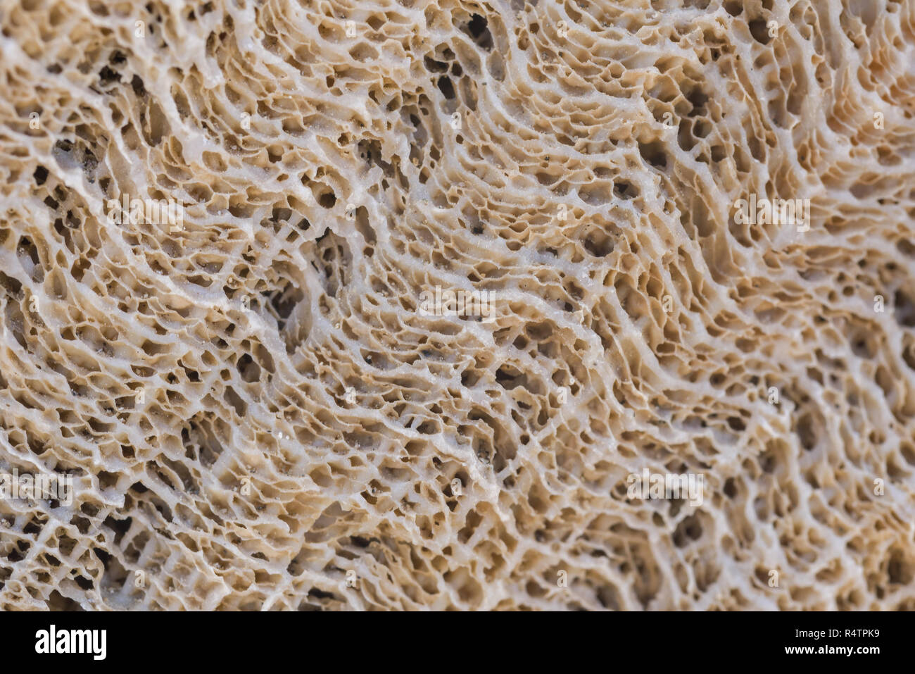 Il corallo fossile sfondo texture, Marsa Alam, Egitto Foto stock - Alamy