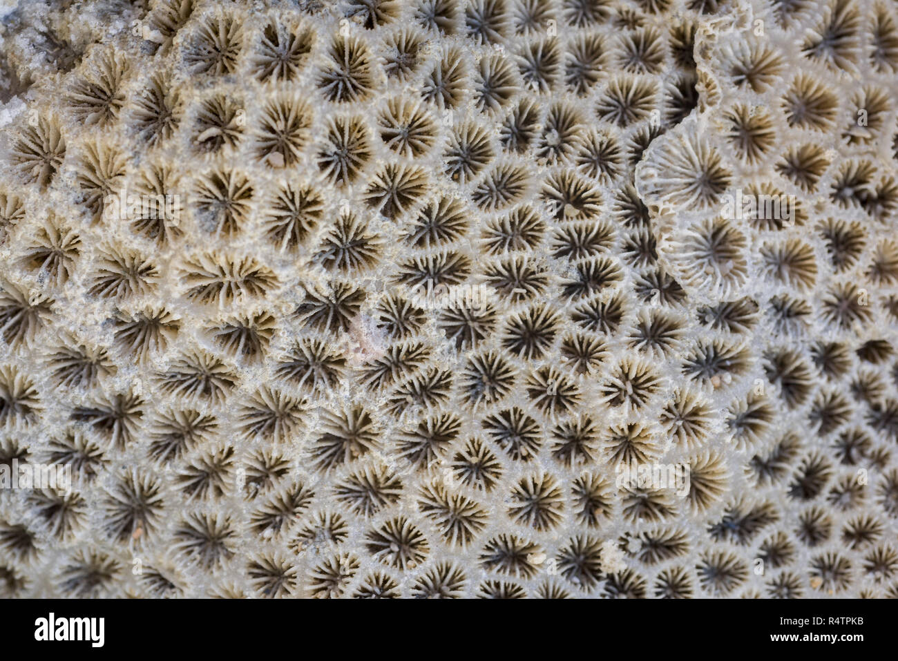 Il corallo fossile sfondo texture, Marsa Alam, Egitto Foto stock - Alamy