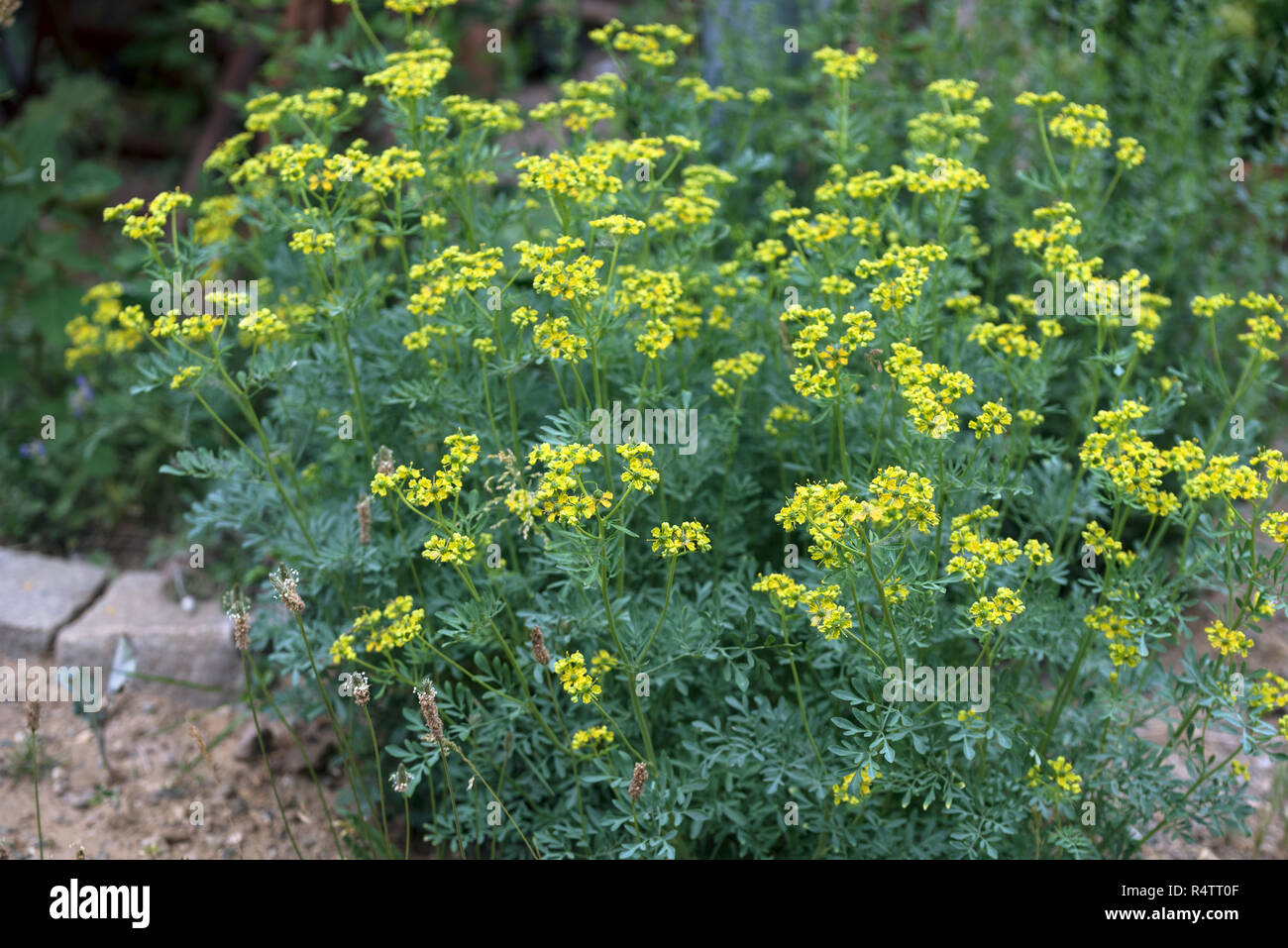 Ruta in giardino immagini e fotografie stock ad alta risoluzione - Alamy