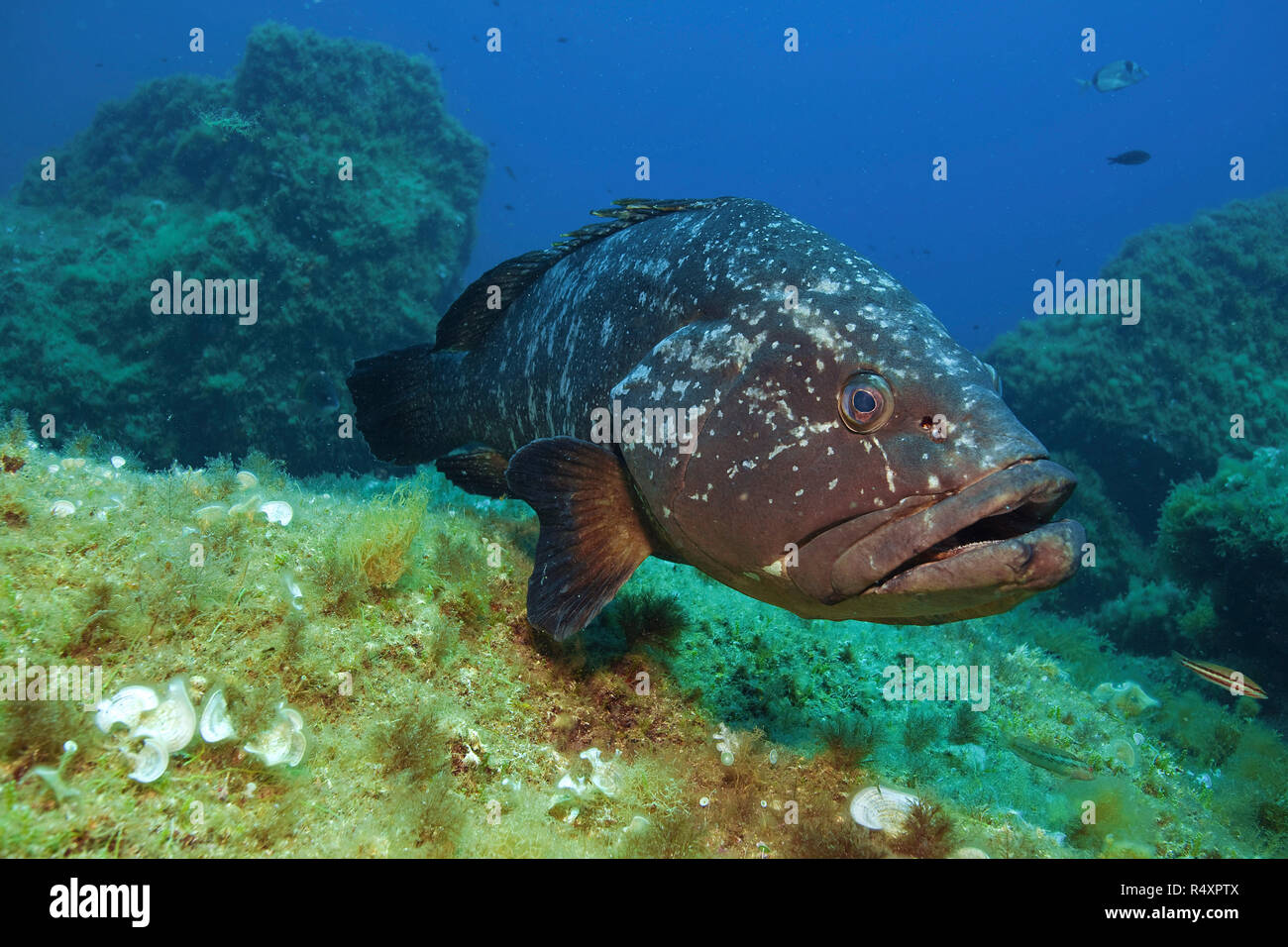 Brauner zackenbarsch immagini e fotografie stock ad alta risoluzione ...