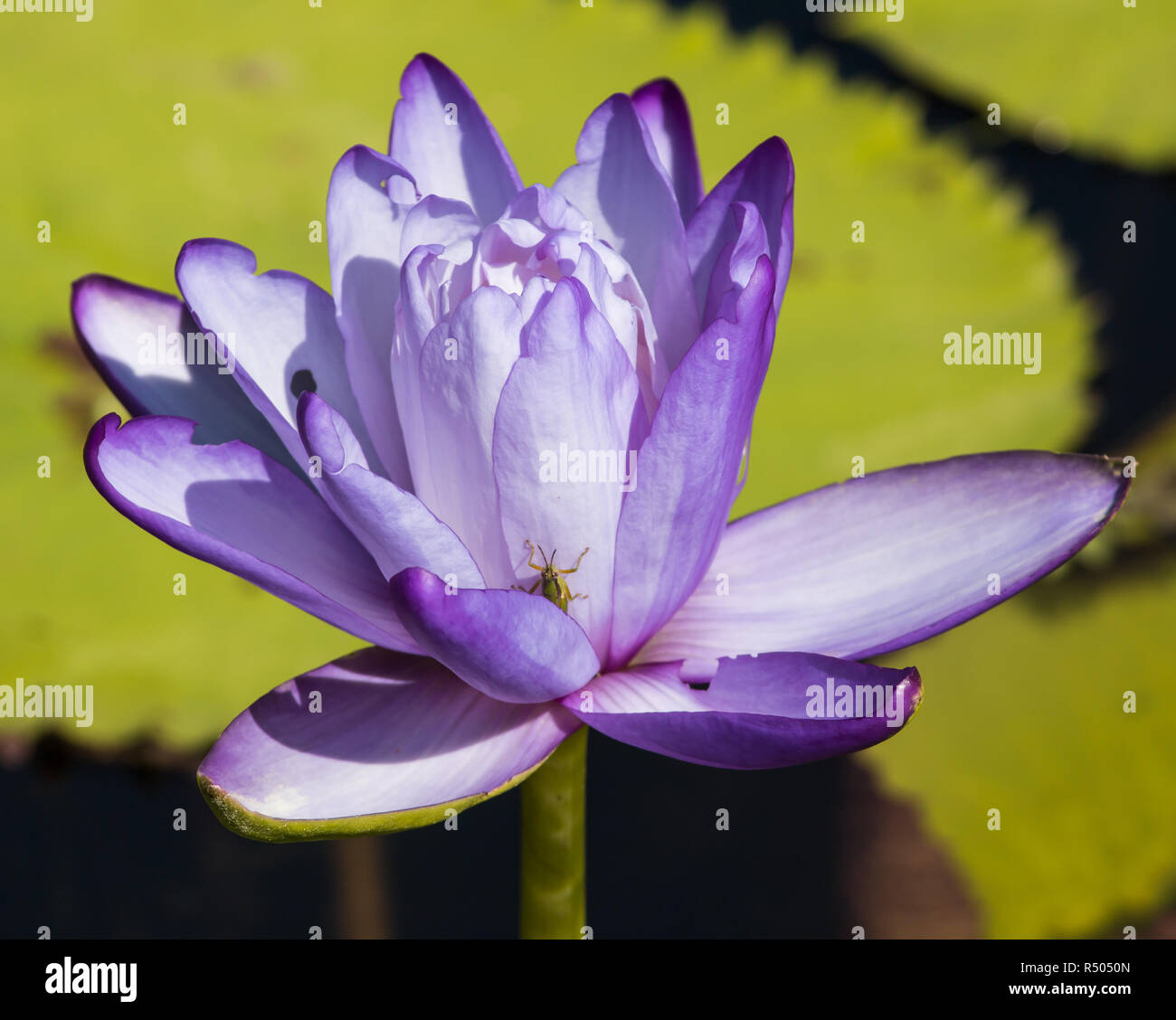 Solo aprendo immagini e fotografie stock ad alta risoluzione - Alamy