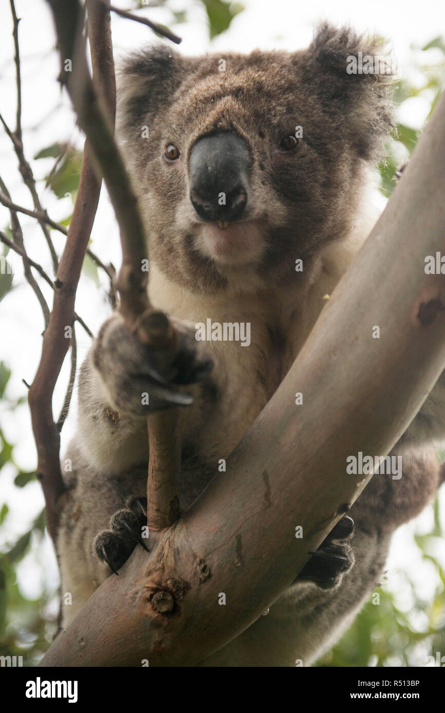 Grande koala immagini e fotografie stock ad alta risoluzione - Alamy