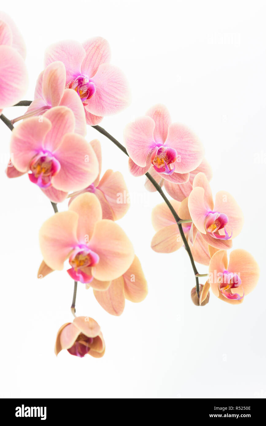 Orchidee colorate Immagini senza sfondo e Foto Stock ritagliate - Alamy