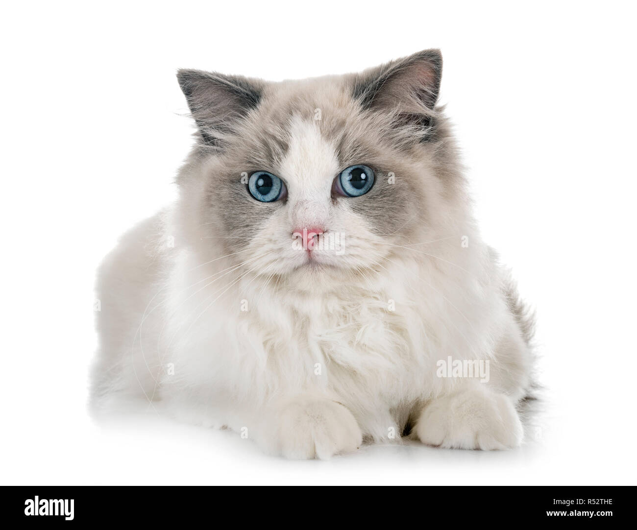 Ragdoll cat immagini e fotografie stock ad alta risoluzione - Alamy