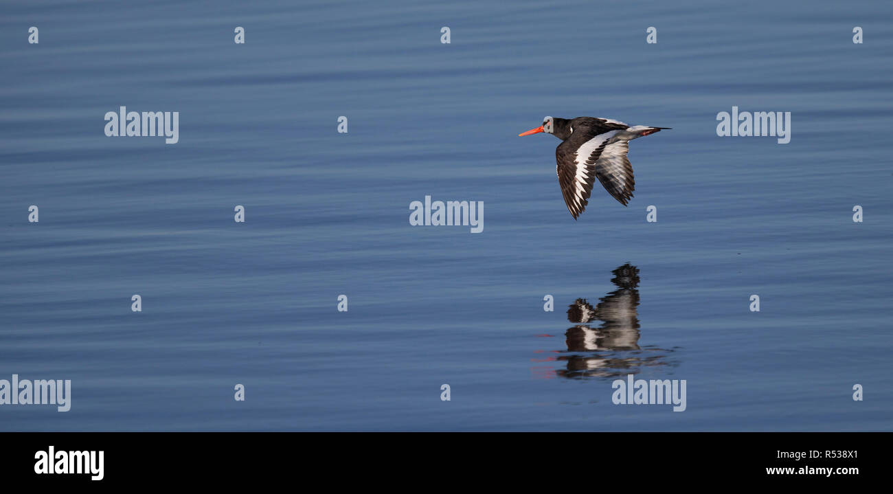 Sagoma di beccaccia di mare immagini e fotografie stock ad alta ...