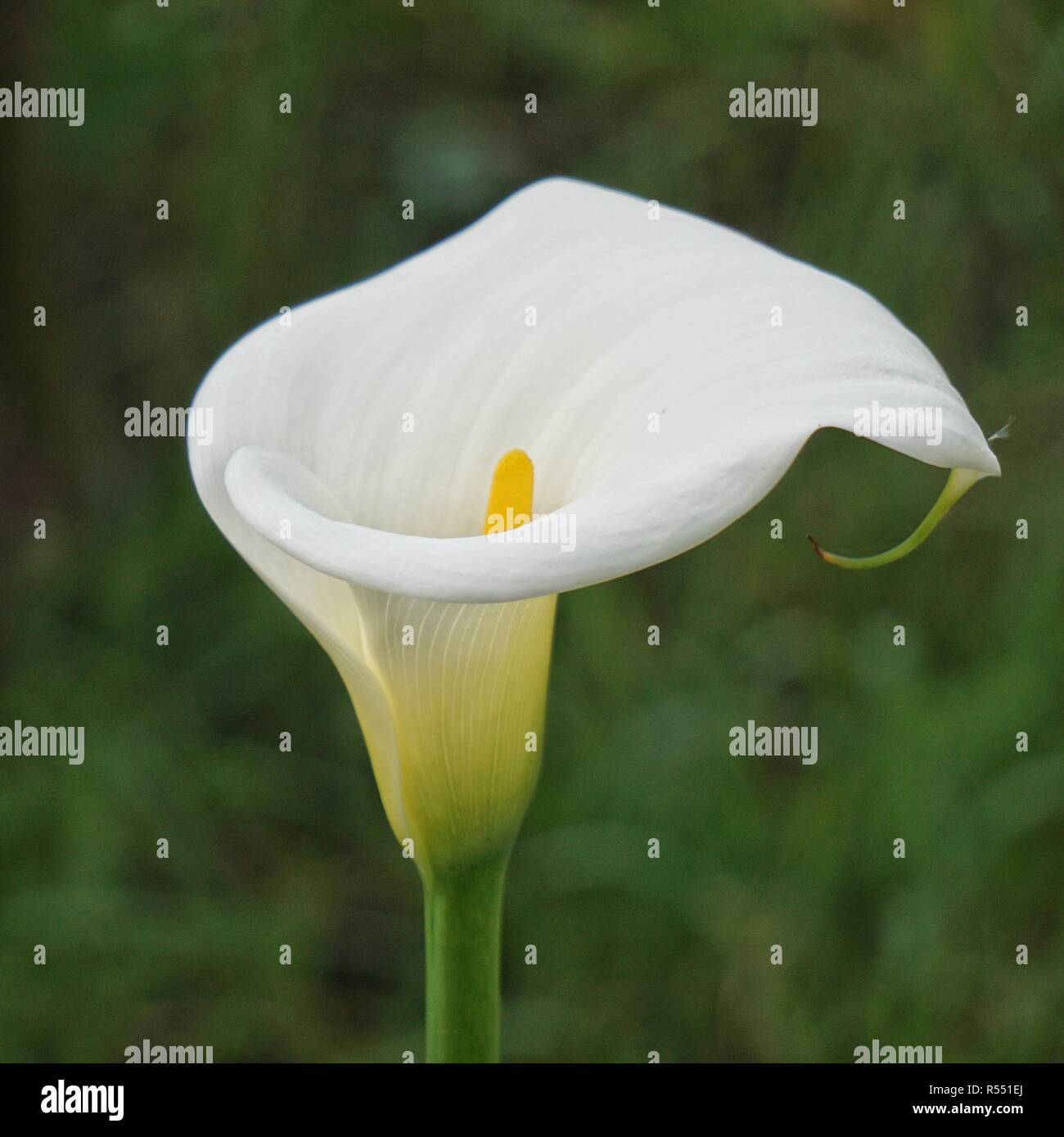 Fiore calla immagini e fotografie stock ad alta risoluzione - Alamy