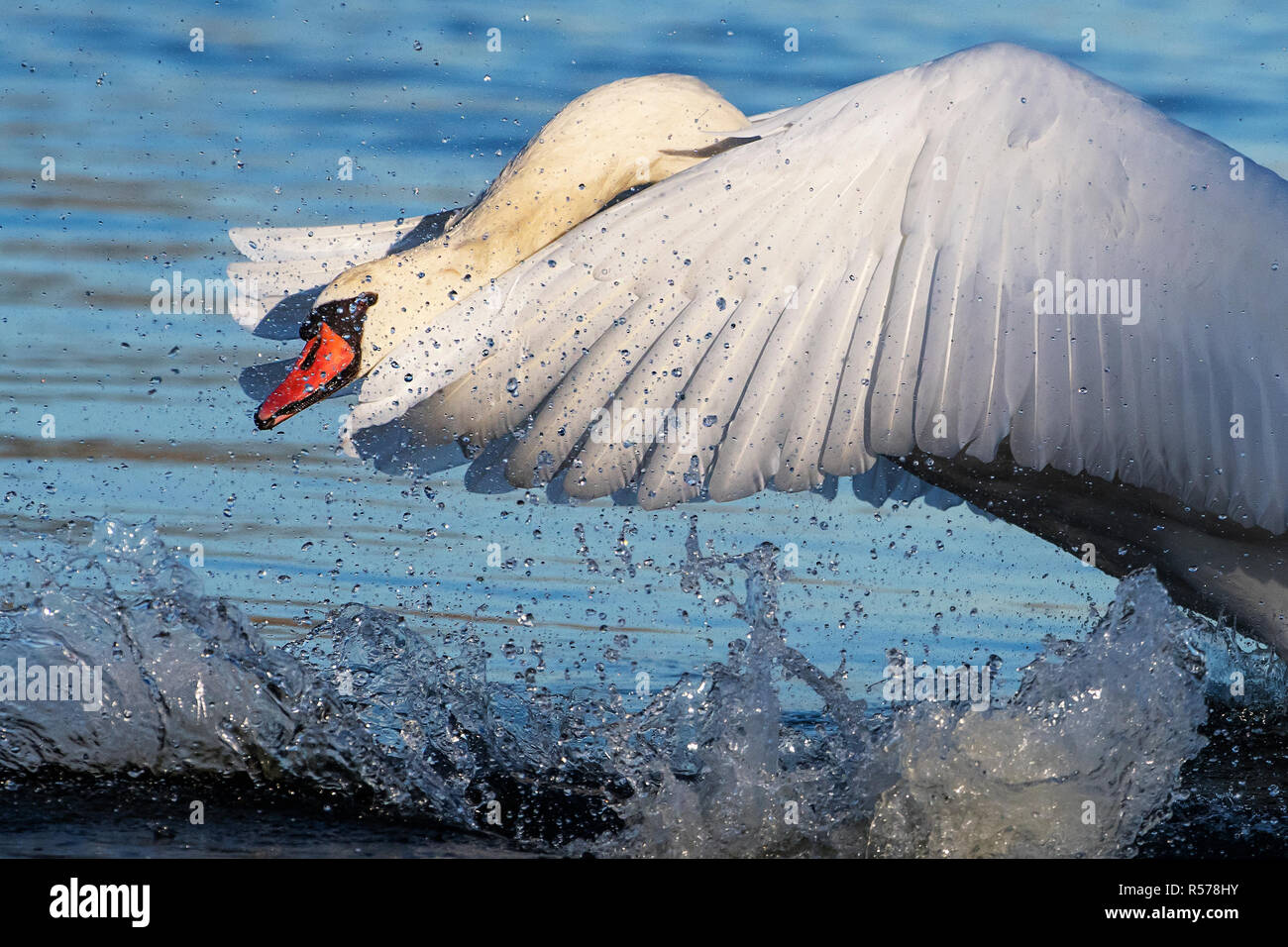 Comportamento aggressivo immagini e fotografie stock ad alta ...