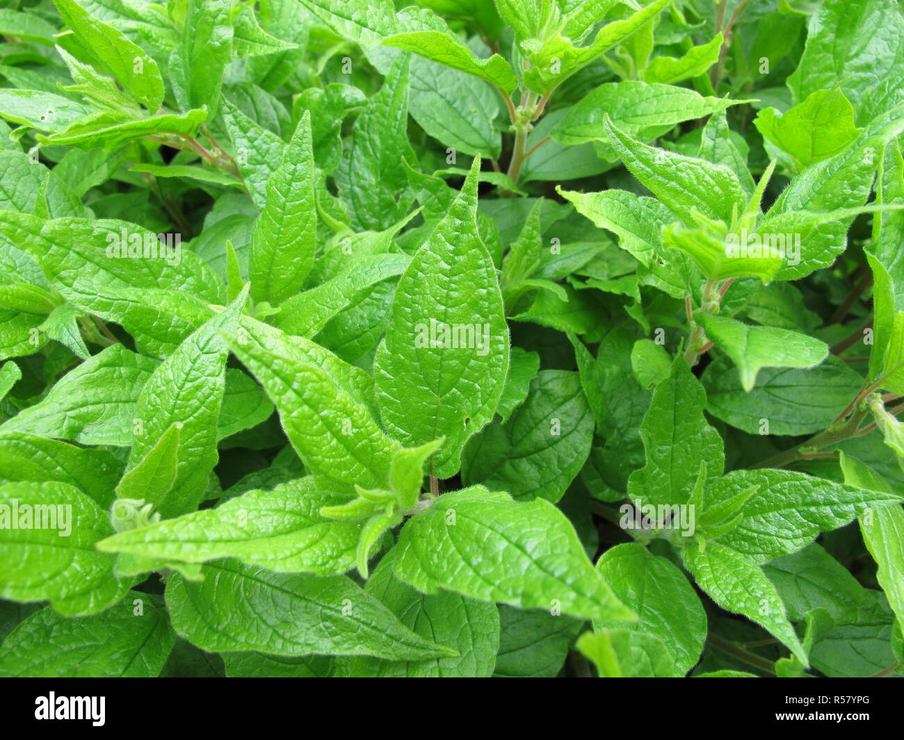 Parietaria officinalis immagini e fotografie stock ad alta risoluzione ...