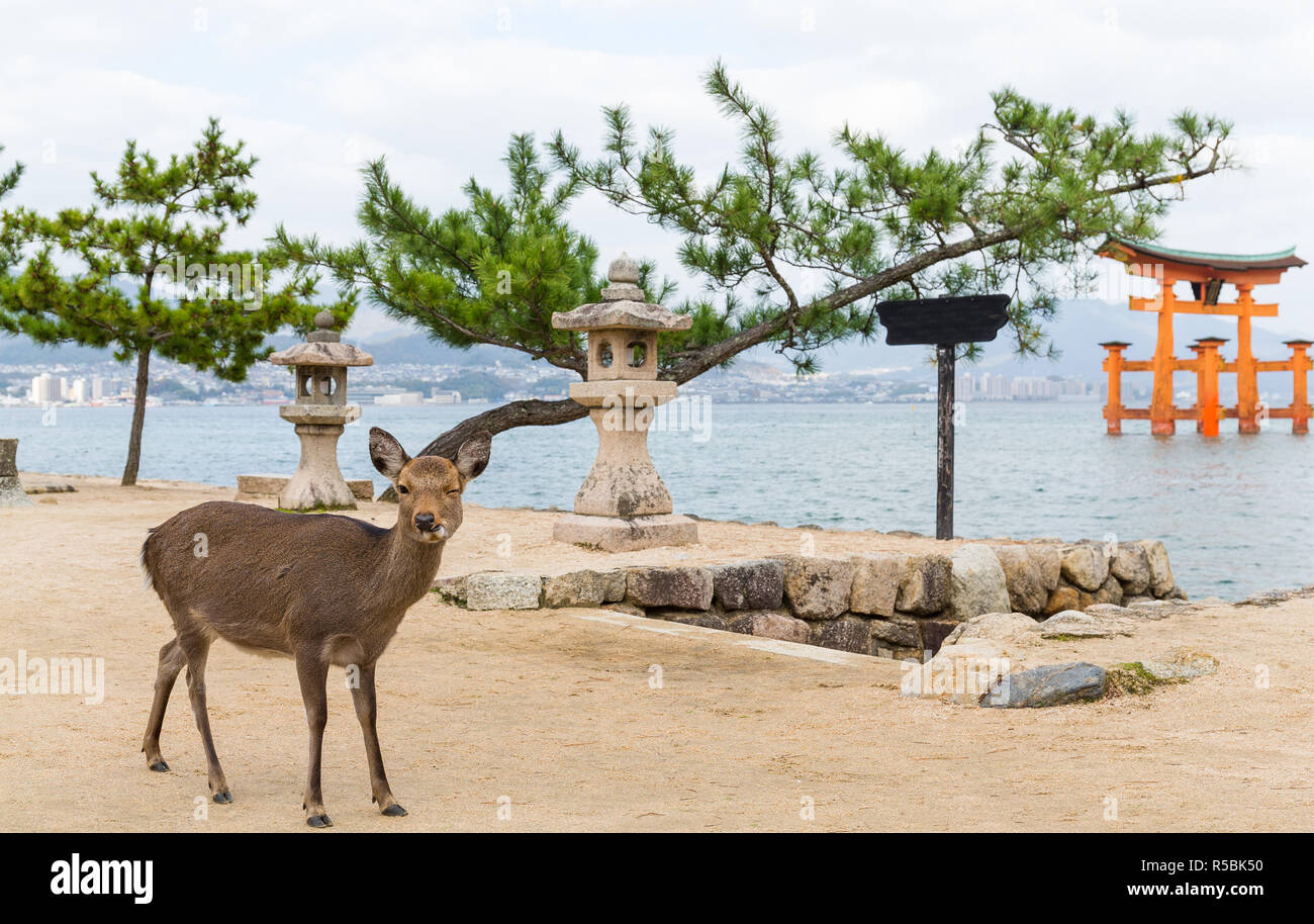 Cervo sacro miyajima giappone immagini e fotografie stock ad alta ...