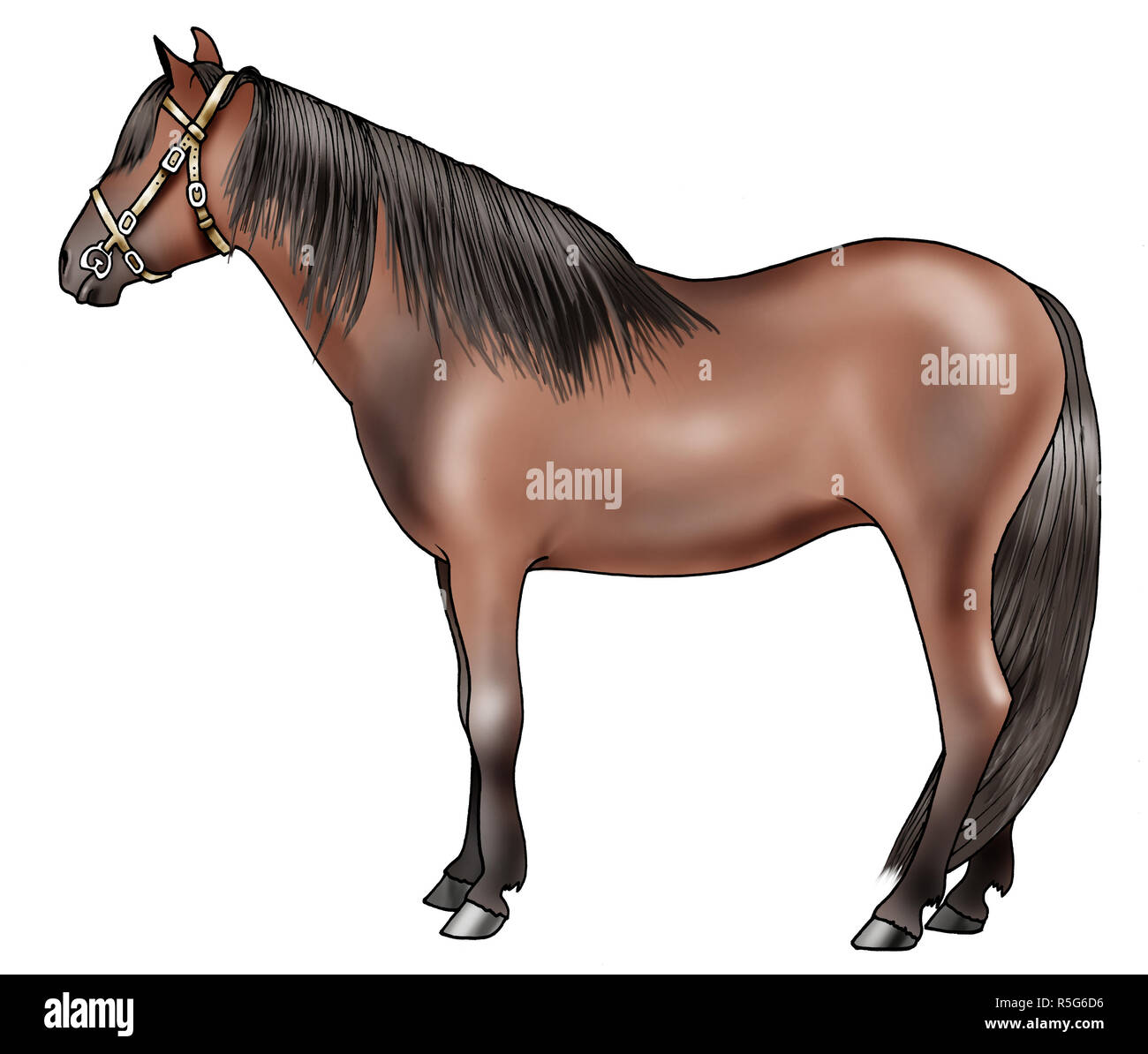 Razze di pony Immagini senza sfondo e Foto Stock ritagliate - Alamy