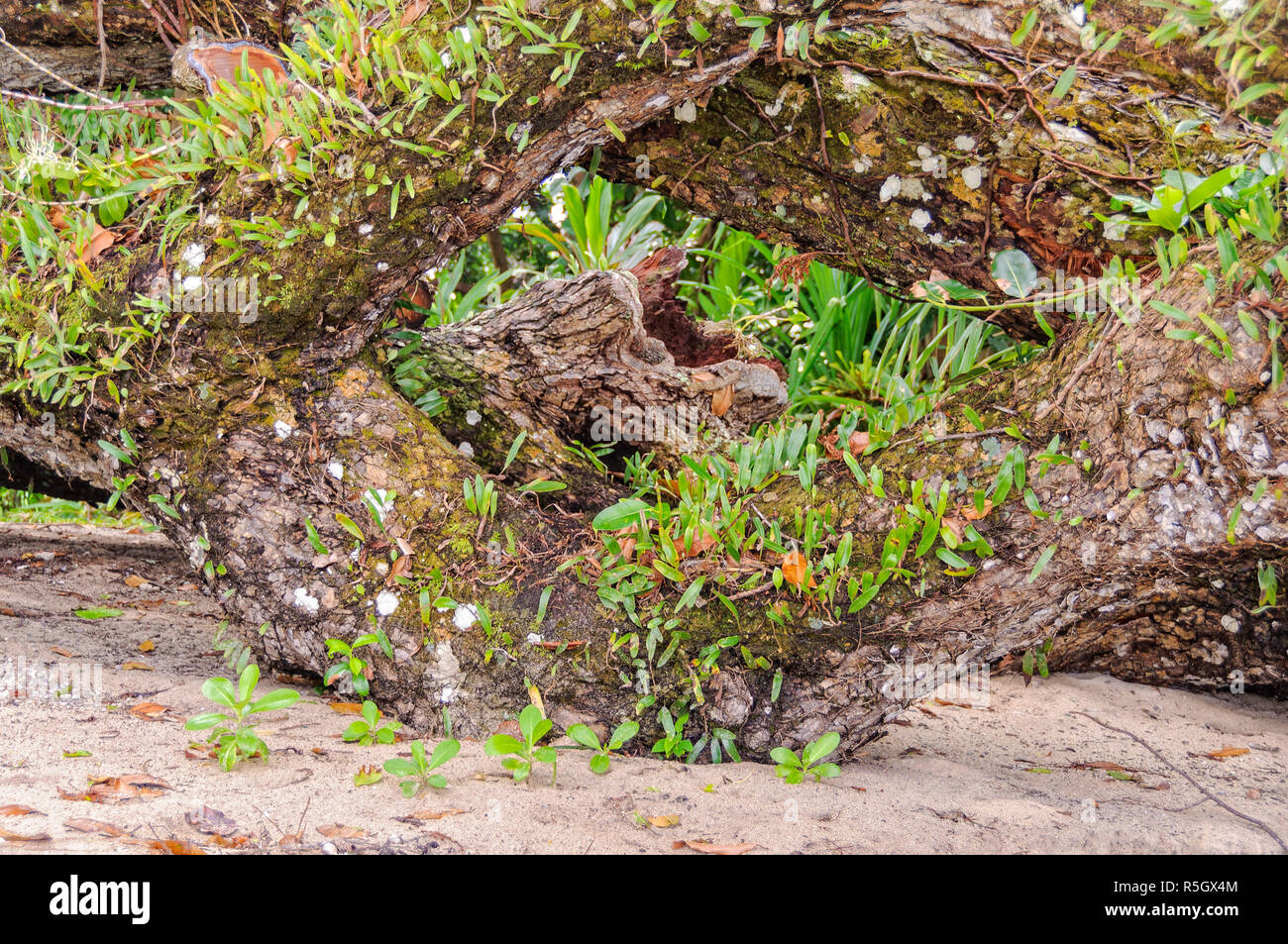 Natürliche symbiose immagini e fotografie stock ad alta risoluzione - Alamy