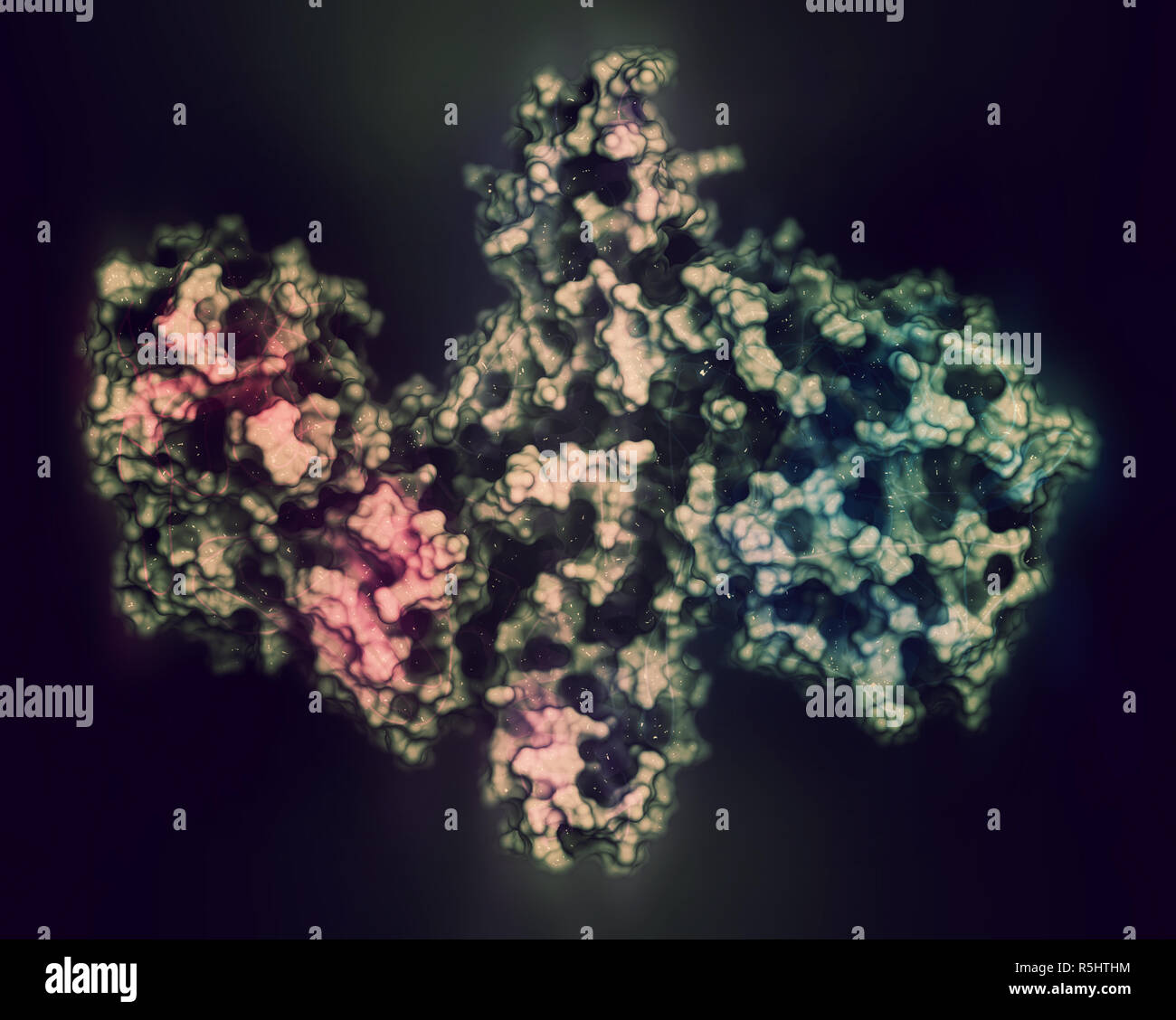 La tossina botulinica proteina neurotossica. Prodotte da Clostridium ...