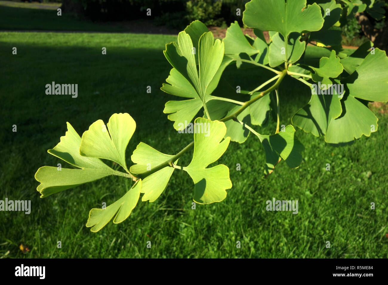 Ginkgo blaetter immagini e fotografie stock ad alta risoluzione - Alamy
