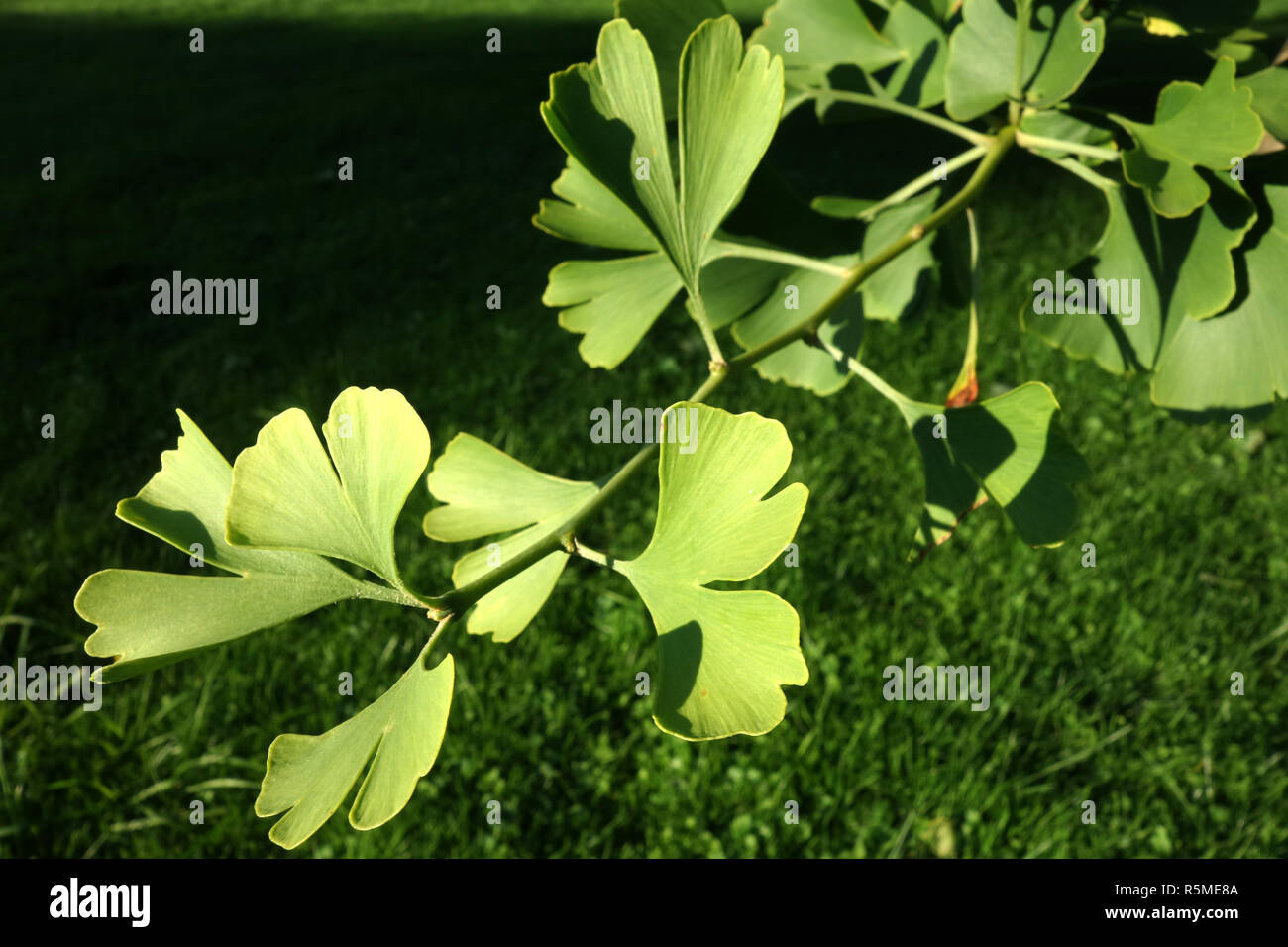 Ginkgo blaetter immagini e fotografie stock ad alta risoluzione - Alamy