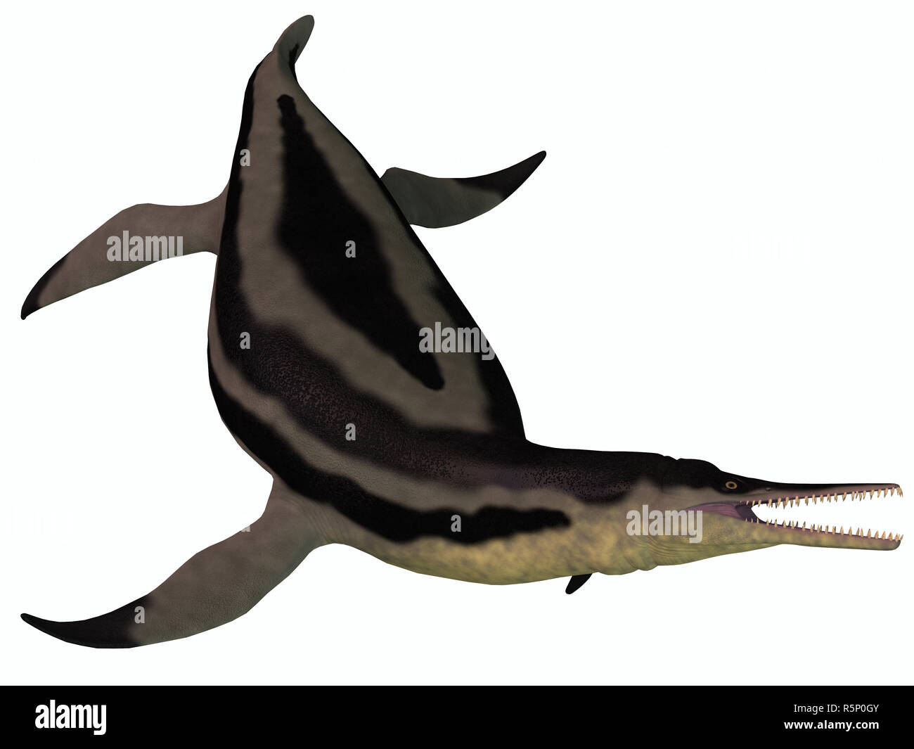 Grande plesiosauro immagini e fotografie stock ad alta risoluzione - Alamy