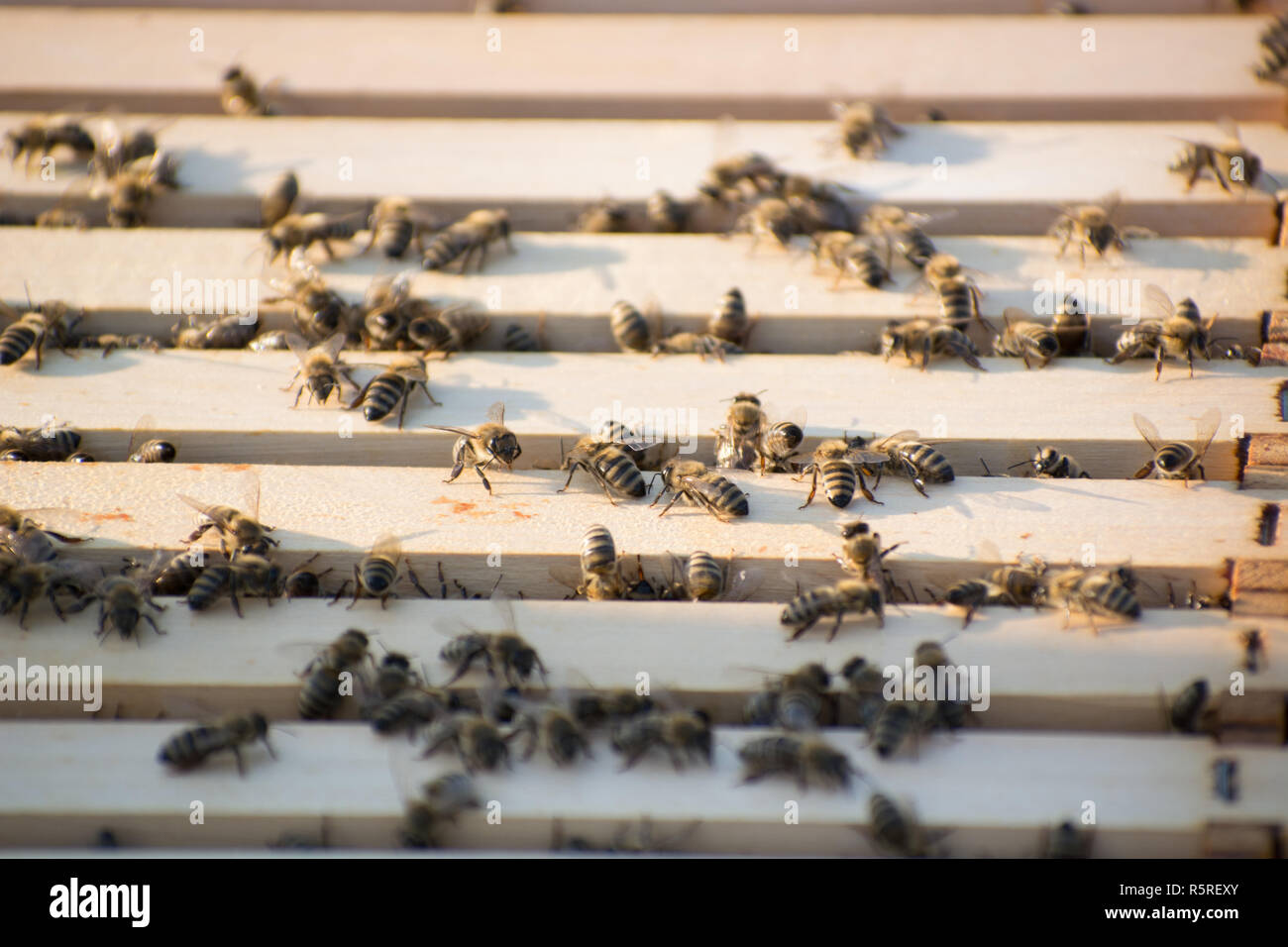 Dentro un alveare immagini e fotografie stock ad alta risoluzione - Alamy