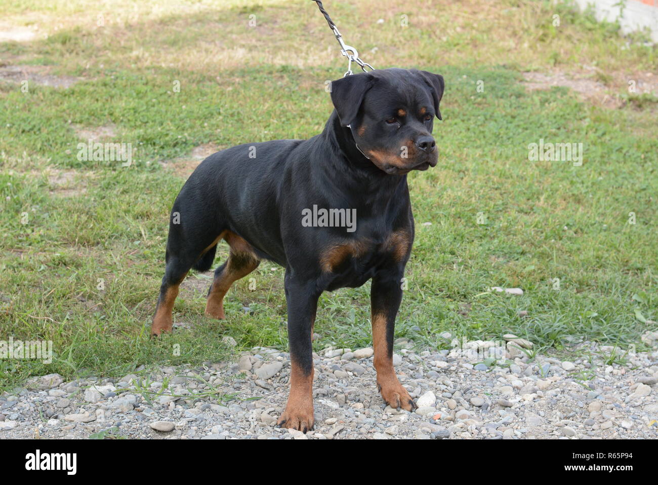 Rottweiler arrabbiato immagini e fotografie stock ad alta risoluzione ...