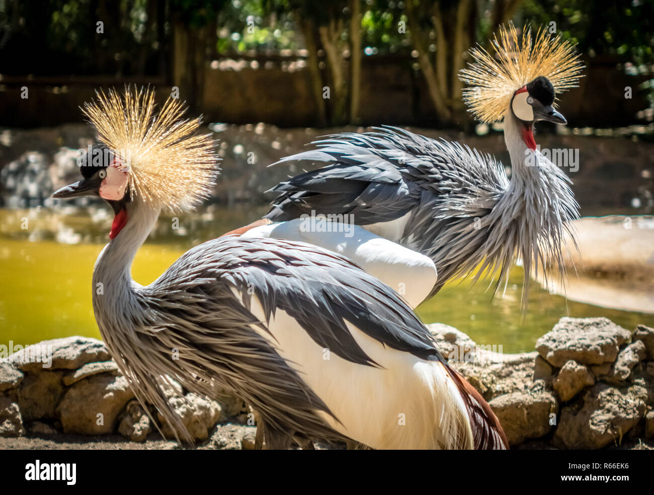 Grandi gru crestate immagini e fotografie stock ad alta risoluzione - Alamy