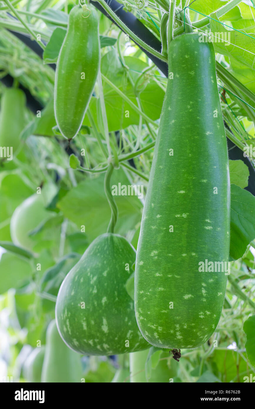 Vite di zucca di cera immagini e fotografie stock ad alta risoluzione ...