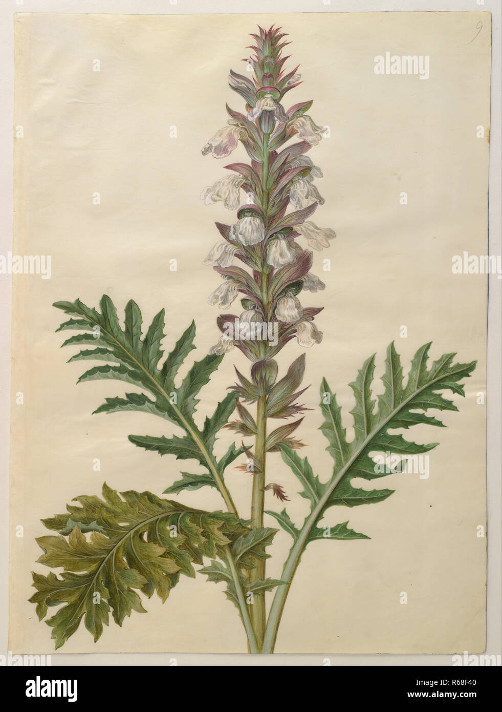 Disegno foglia d'acanto immagini e fotografie stock ad alta risoluzione ...