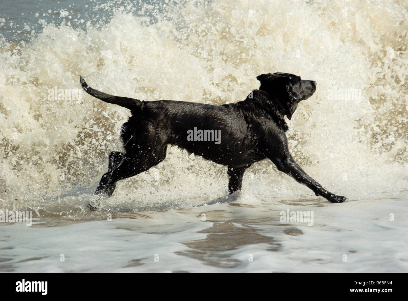 Labrador in riva al mare immagini e fotografie stock ad alta ...
