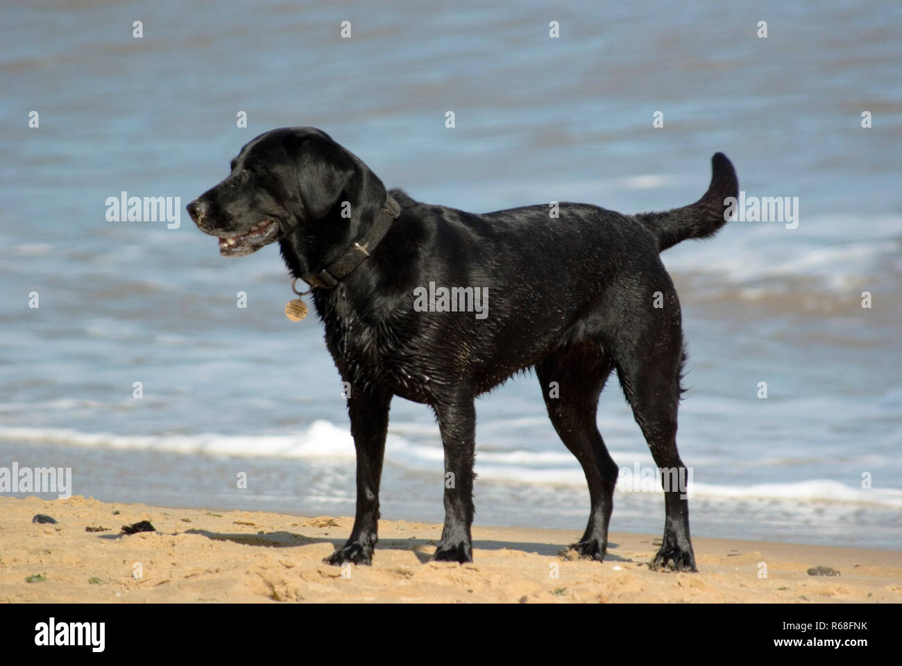 Labrador in riva al mare immagini e fotografie stock ad alta ...