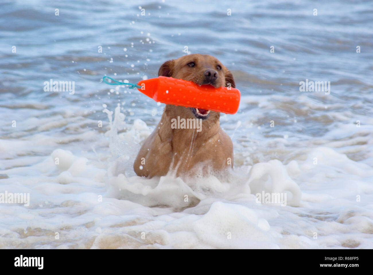 Labrador in riva al mare immagini e fotografie stock ad alta ...