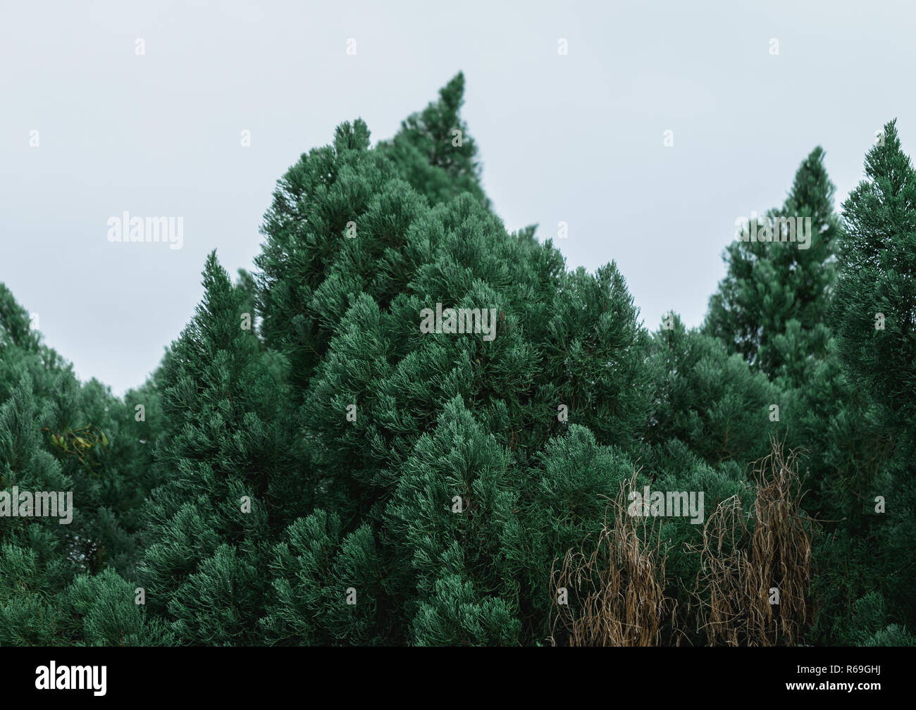 Alberi di pino inverno immagini e fotografie stock ad alta risoluzione ...