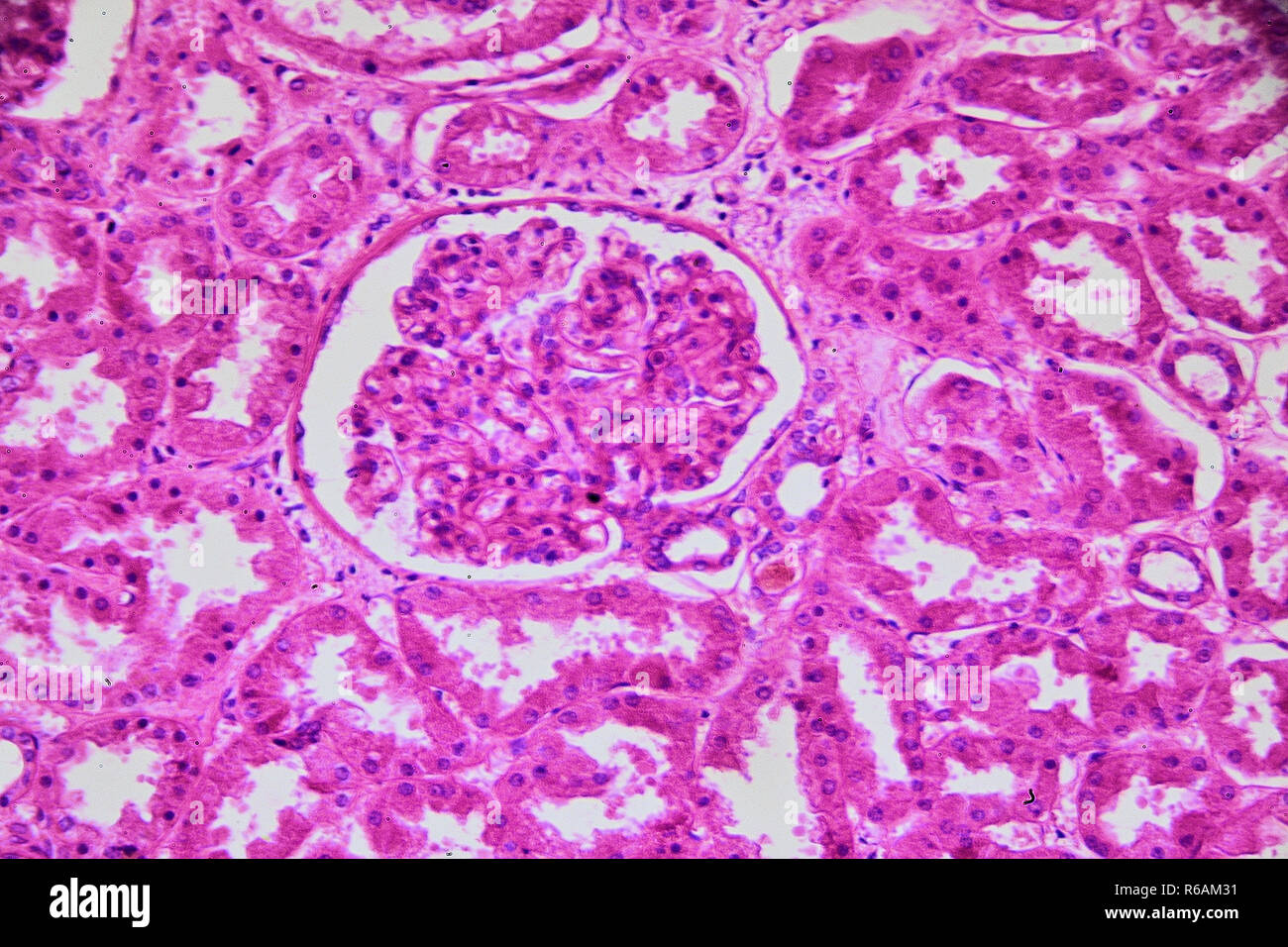 Rene umano, zona corticale sotto microscopio Foto stock - Alamy