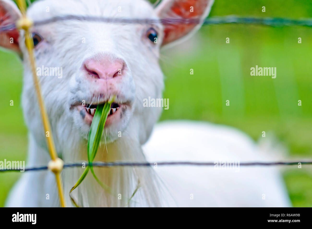 Denti di capra immagini e fotografie stock ad alta risoluzione - Alamy