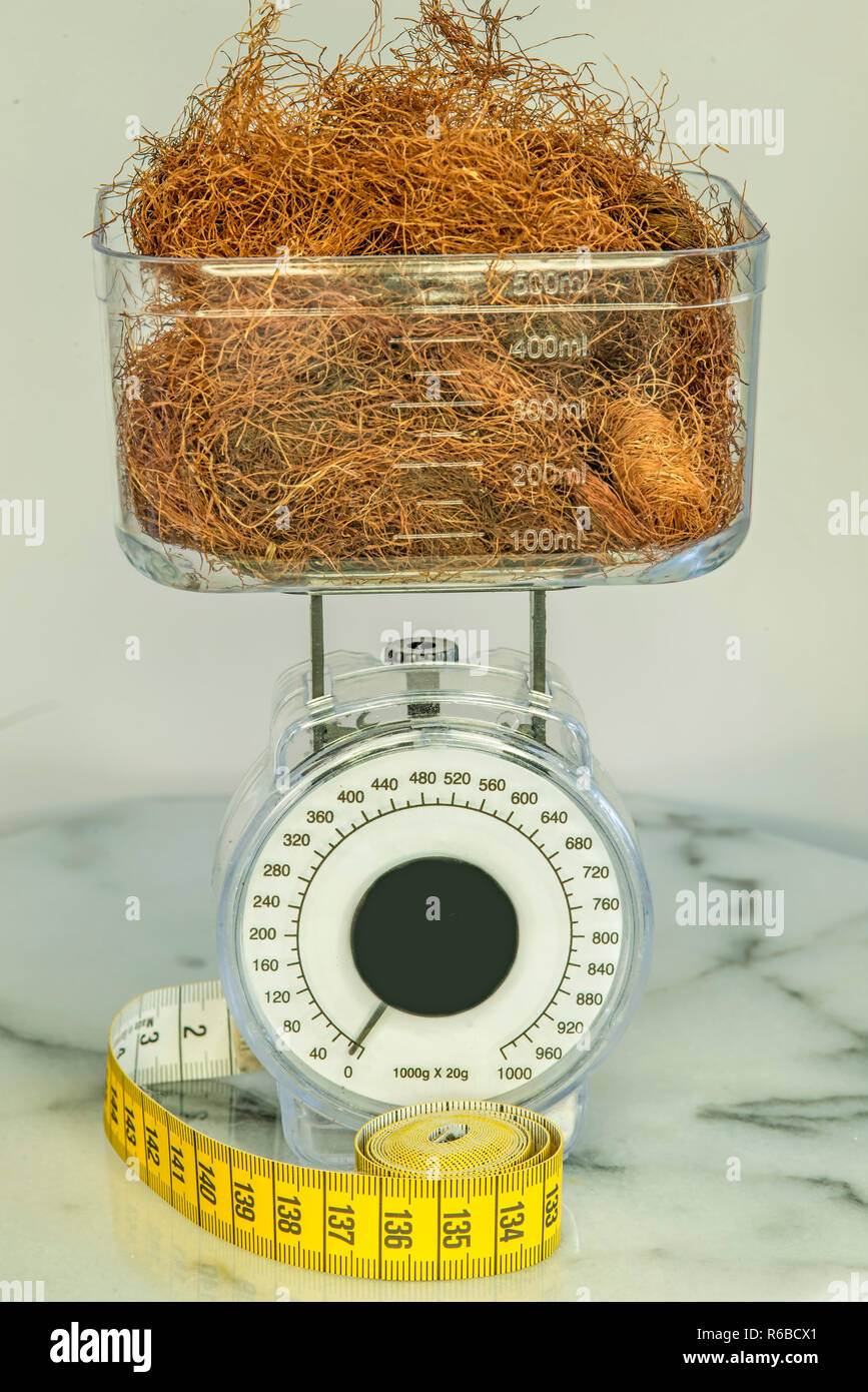 Stigma of maize zea mays immagini e fotografie stock ad alta ...