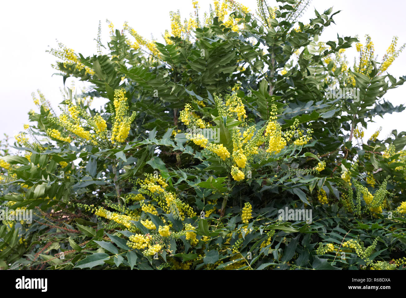 Mahonia aquifolium immagini e fotografie stock ad alta risoluzione - Alamy