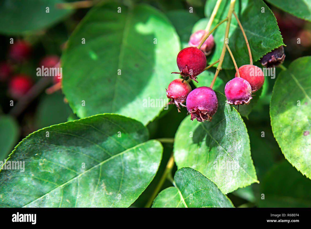Albero mespilus nevoso immagini e fotografie stock ad alta risoluzione ...