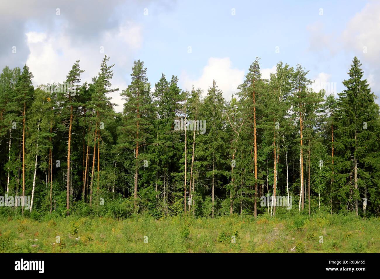 Bella vista panoramica della foresta di pini in Estonia Foto stock - Alamy