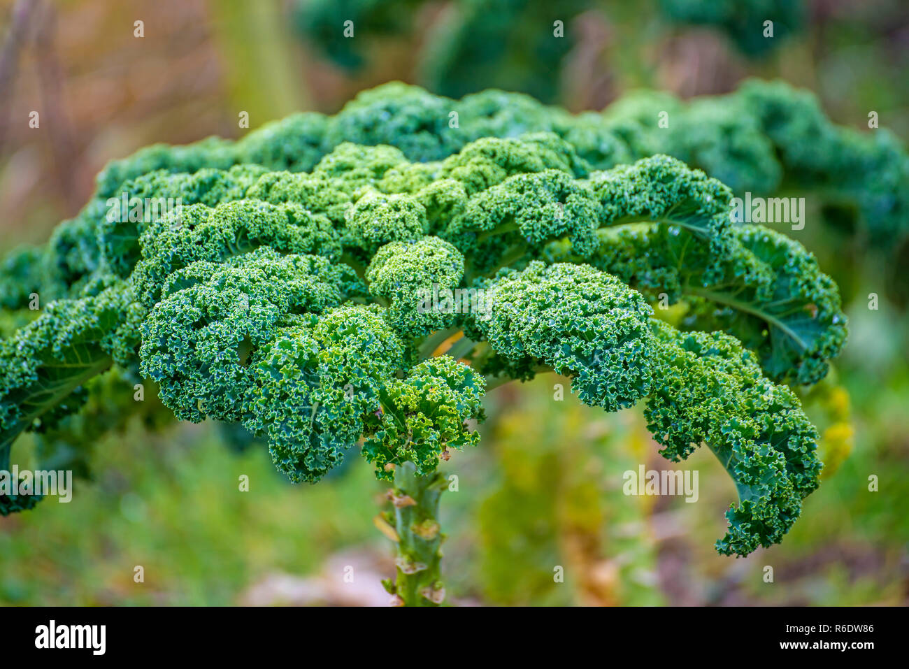 Coltivazione del cavolo riccio immagini e fotografie stock ad alta ...