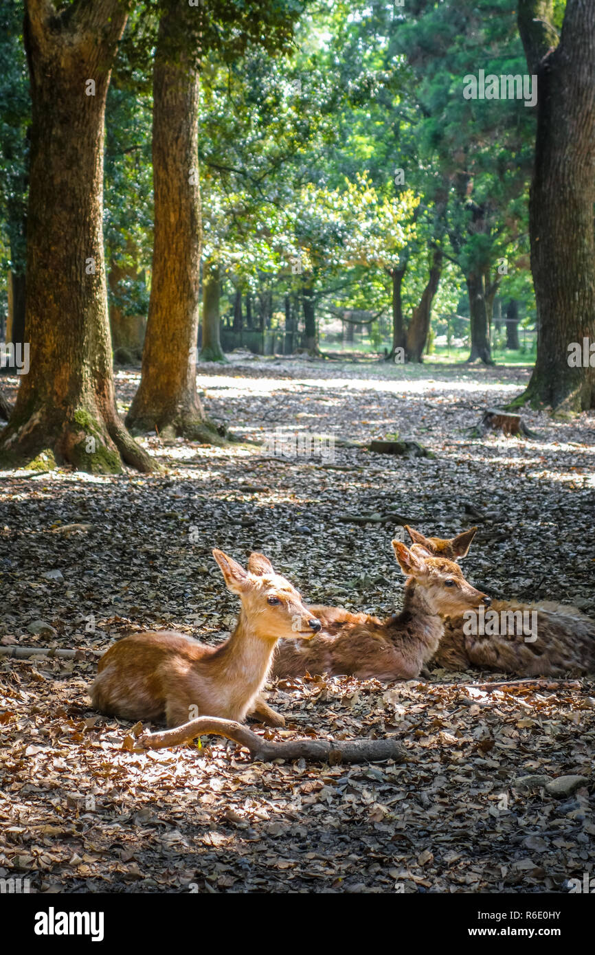 Cervo giappone immagini e fotografie stock ad alta risoluzione - Alamy