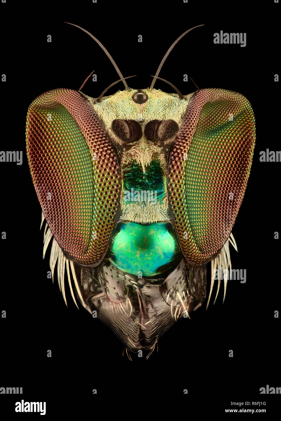 Mosca verde con le gambe lunghe immagini e fotografie stock ad alta ...
