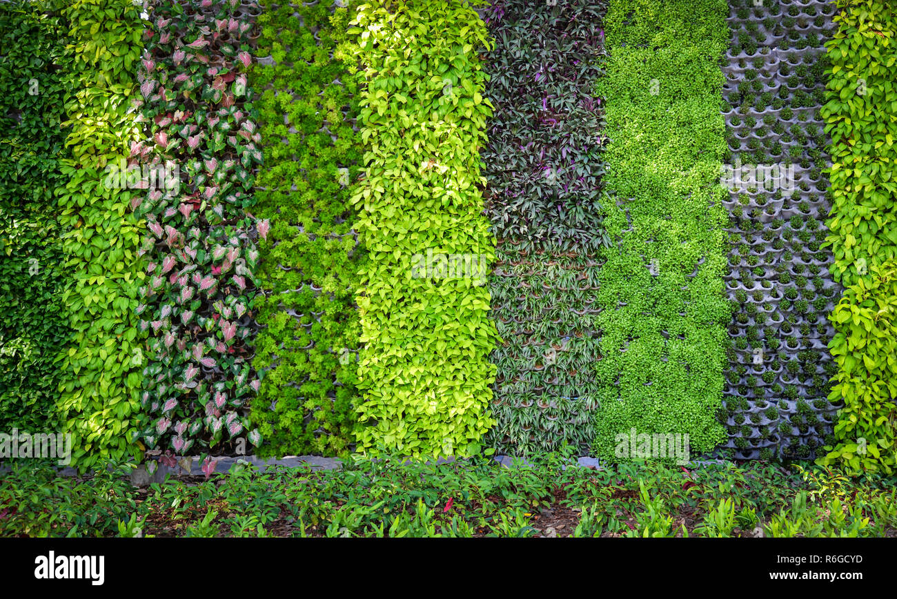 Pianta verde background / schema impianto a parete texture di sfondo ...