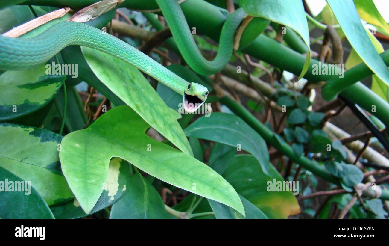 Serpente con la bocca aperta immagini e fotografie stock ad alta ...