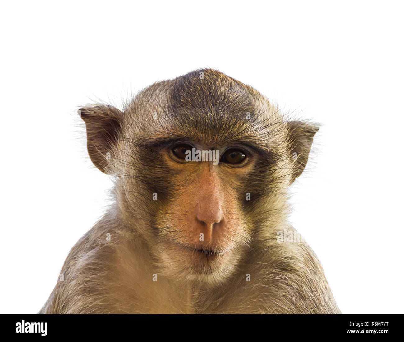 Colpo alla testa del macaco immagini e fotografie stock ad alta ...