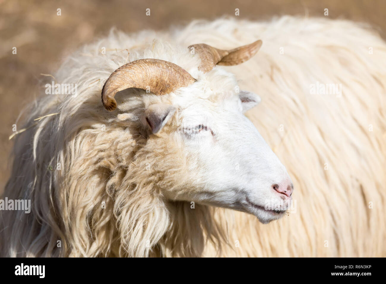 Pecora cornuta del dorset immagini e fotografie stock ad alta ...