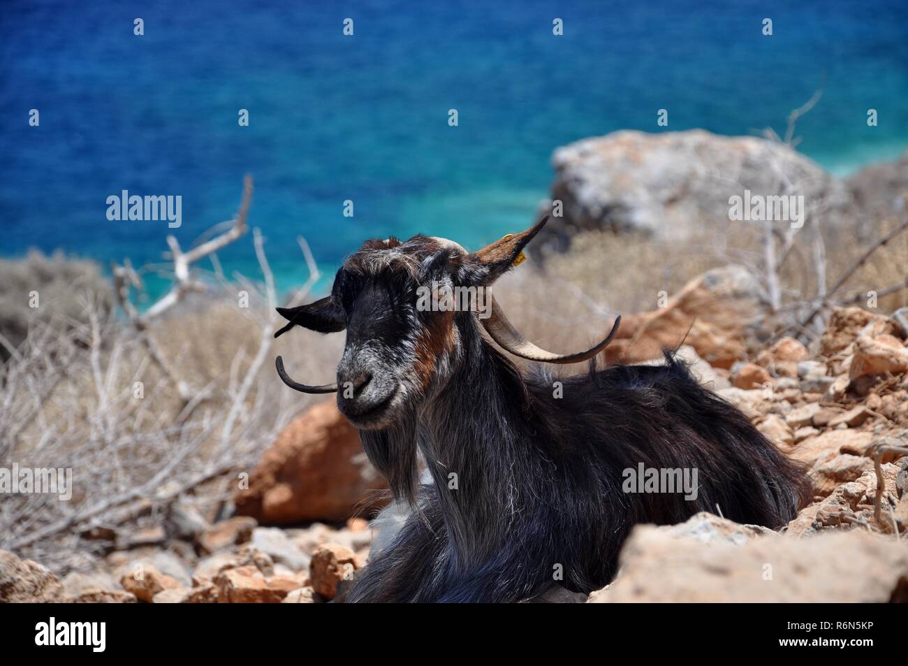 Capra di mare immagini e fotografie stock ad alta risoluzione - Alamy