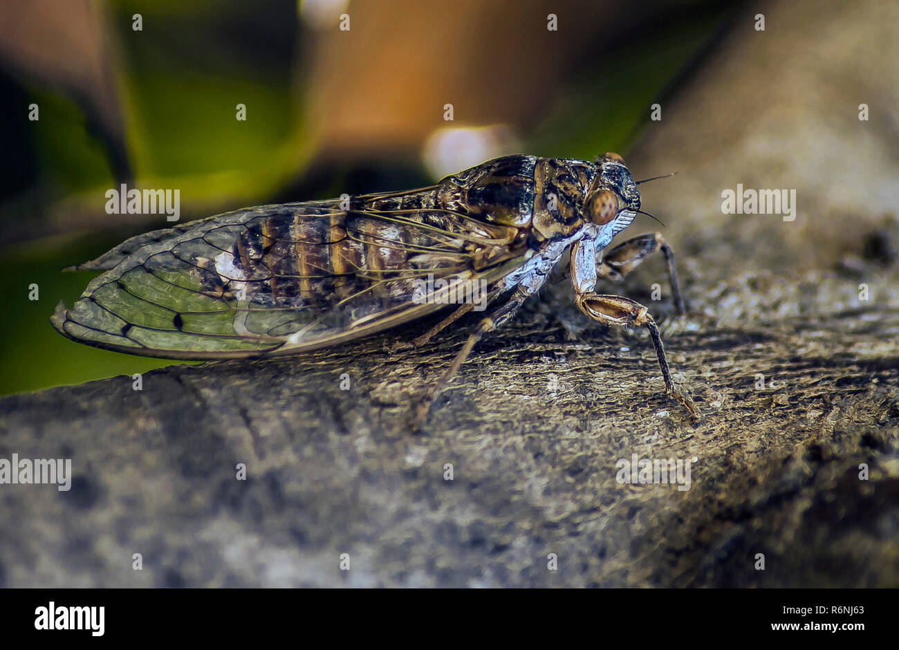 Cicala di mare immagini e fotografie stock ad alta risoluzione - Alamy