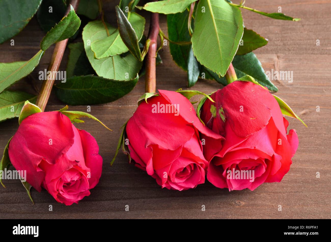 Tre grandi rose rosse immagini e fotografie stock ad alta risoluzione ...