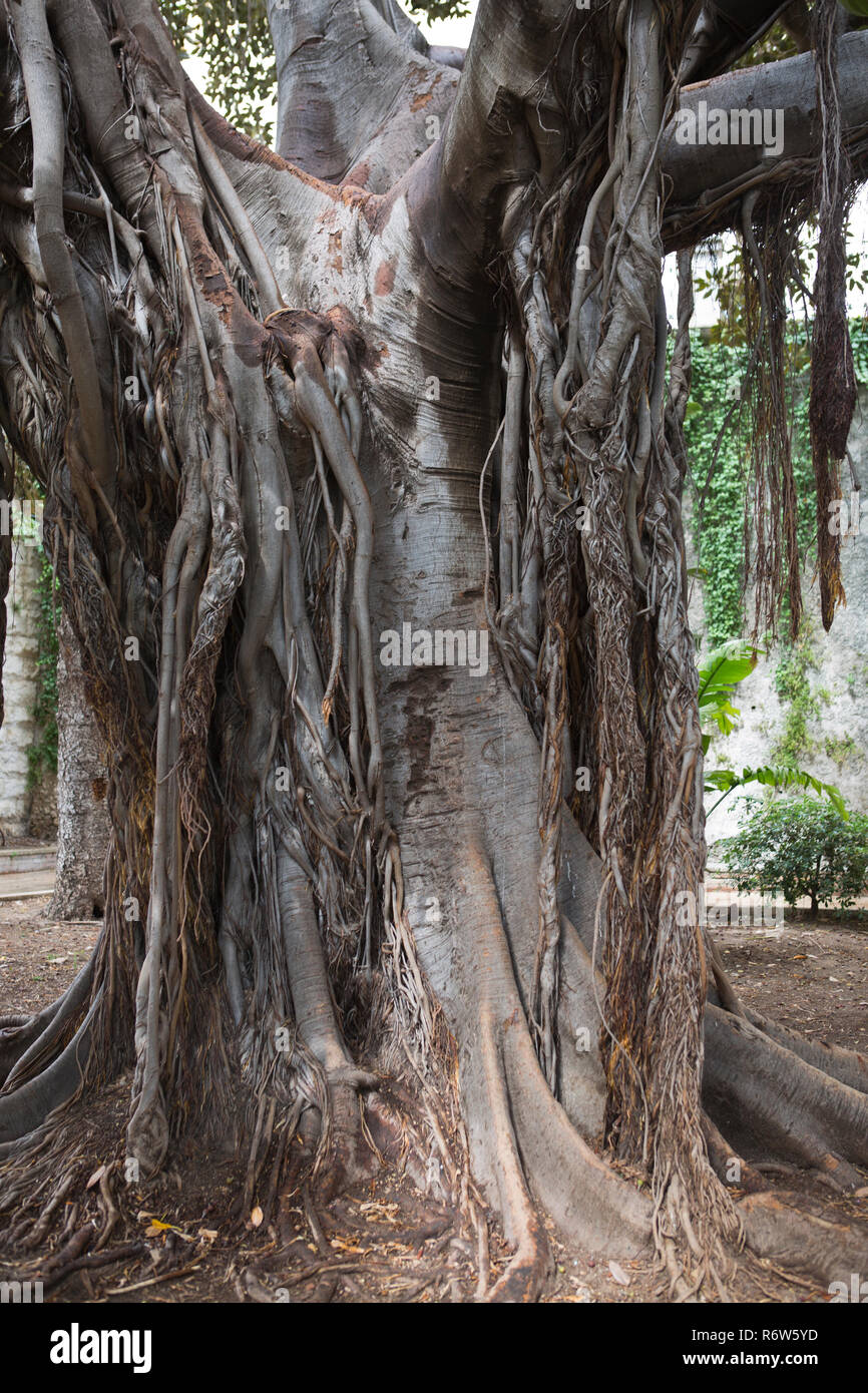 Albero coperto di viti immagini e fotografie stock ad alta risoluzione ...