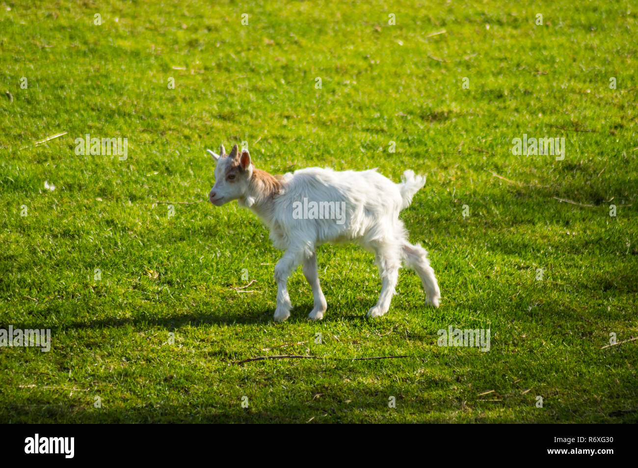 Corna contorte immagini e fotografie stock ad alta risoluzione - Alamy